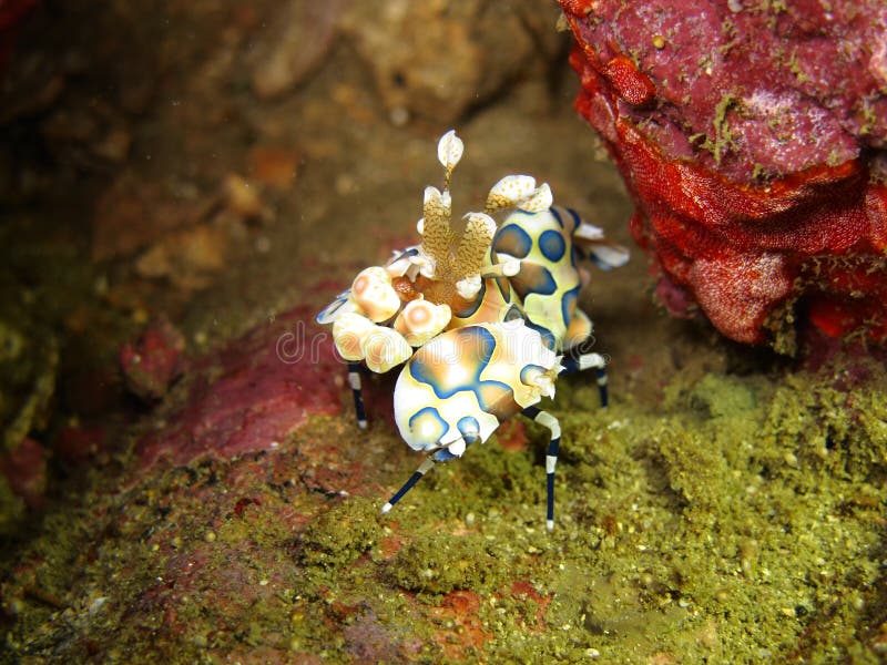 Multi-colored Shrimp Harlequin, Stock Photo - Image of resident, colony ...
