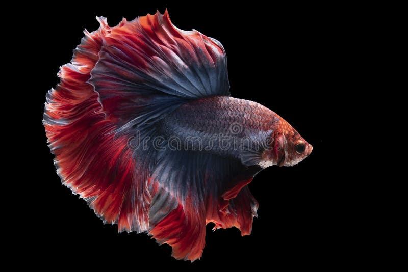 When Work Becomes Just Too Much. a Stressed Out-looking Businessman ...