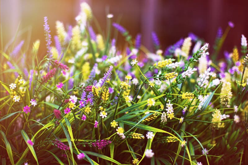 Multi-colored Small Decorative Flowers in a Pot Under the Sun. Stock ...