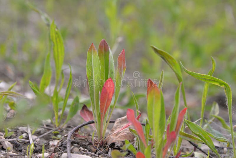Nature in the Park and Forest in Summer Stock Photo - Image of park ...