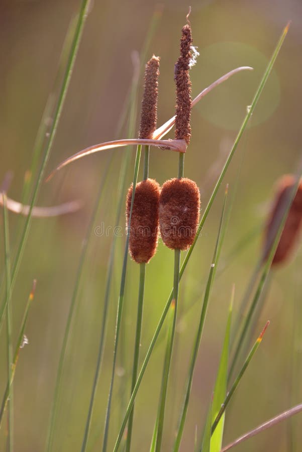 Nature in the Park and Forest in Summer Stock Image - Image of land ...