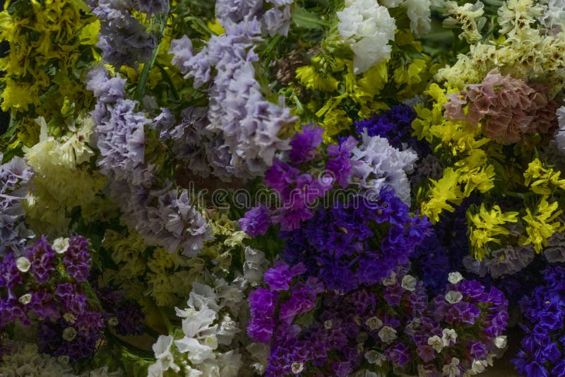 Multi-colored Small Flowers. Amazing Floral Background with Delicate ...