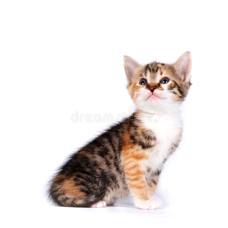 Small Multi-colored cat stock image. Image of cheerful - 35977573