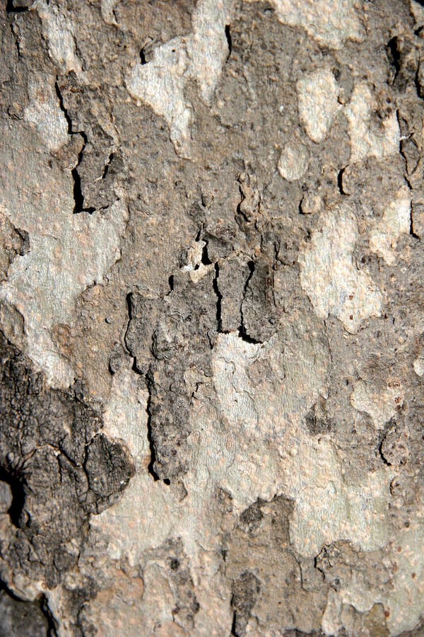 Multi Colored Smooth Tree Bark Stock Photo - Image of portrait, round ...