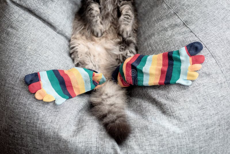 Multi-colored Socks on the Paws of a Cat. Funny Cat Wearing Socks ...