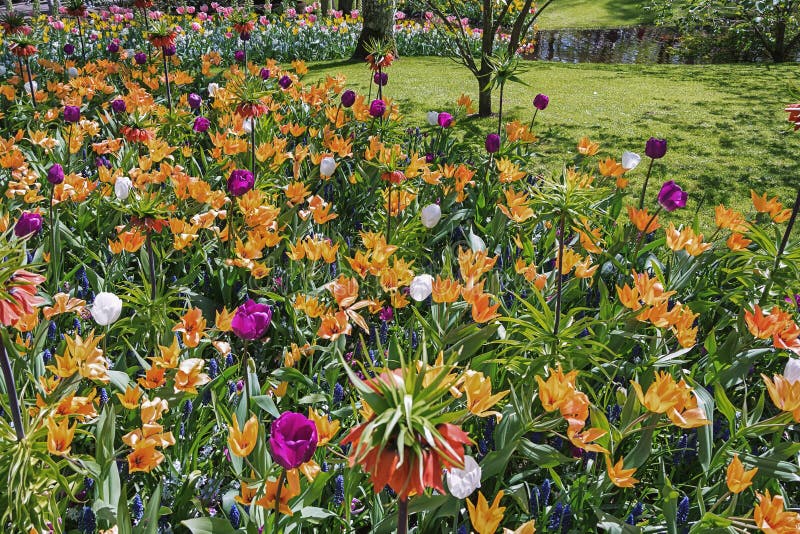 708 Multi Colored Flower Fields Stock Photos - Free & Royalty-Free ...