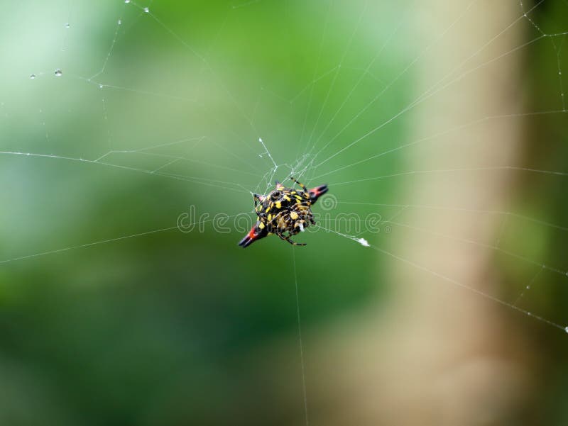 Multi Colored Spider on Spider Web Stock Photo - Image of nature ...