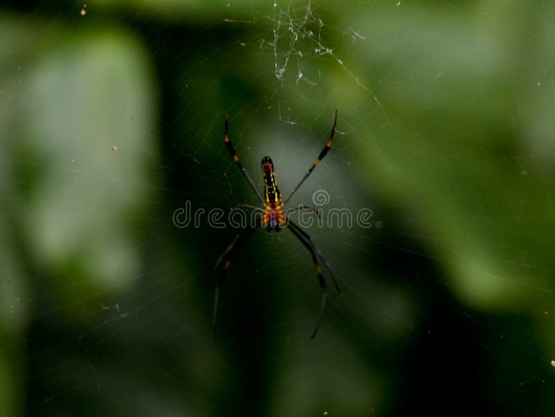Multi Colored Spider on Spider Web Stock Photo - Image of wolf, garden ...