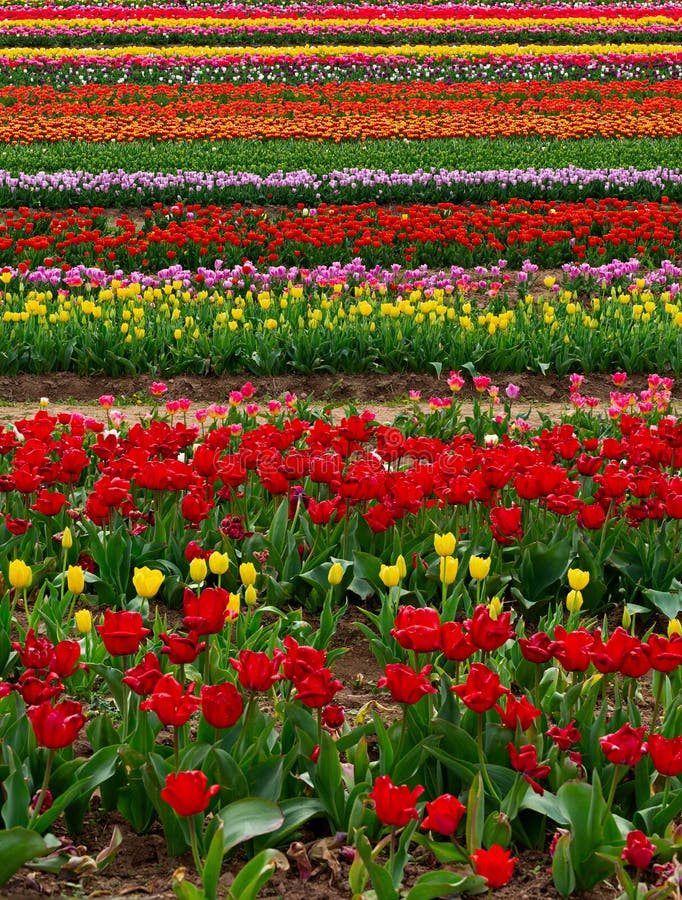 Dianearbis - Photographer profile