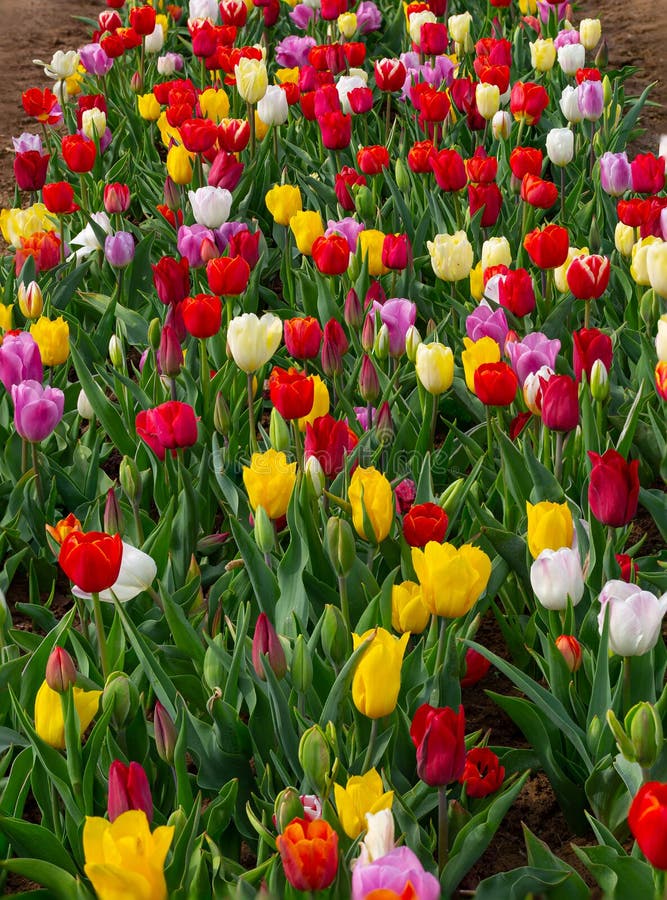 Dianearbis - Photographer profile