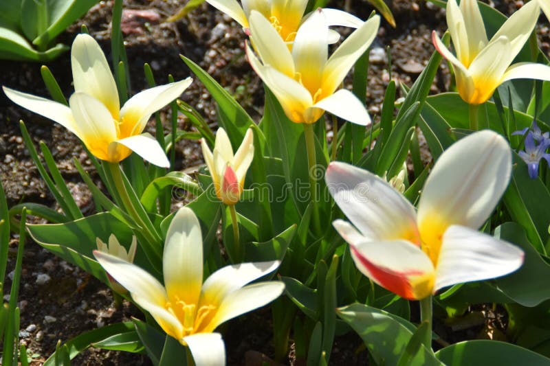 Bright, Blossoming and Beautiful Stock Image - Image of plant, tulip ...