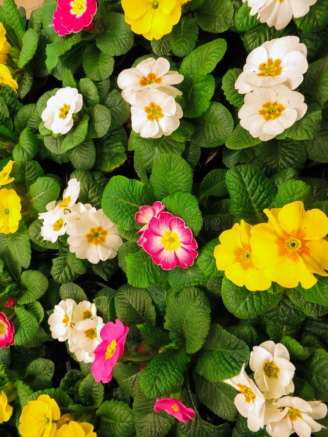Multi-colored Spring Primrose Flowers Grown in Flower Pots Stock Image ...