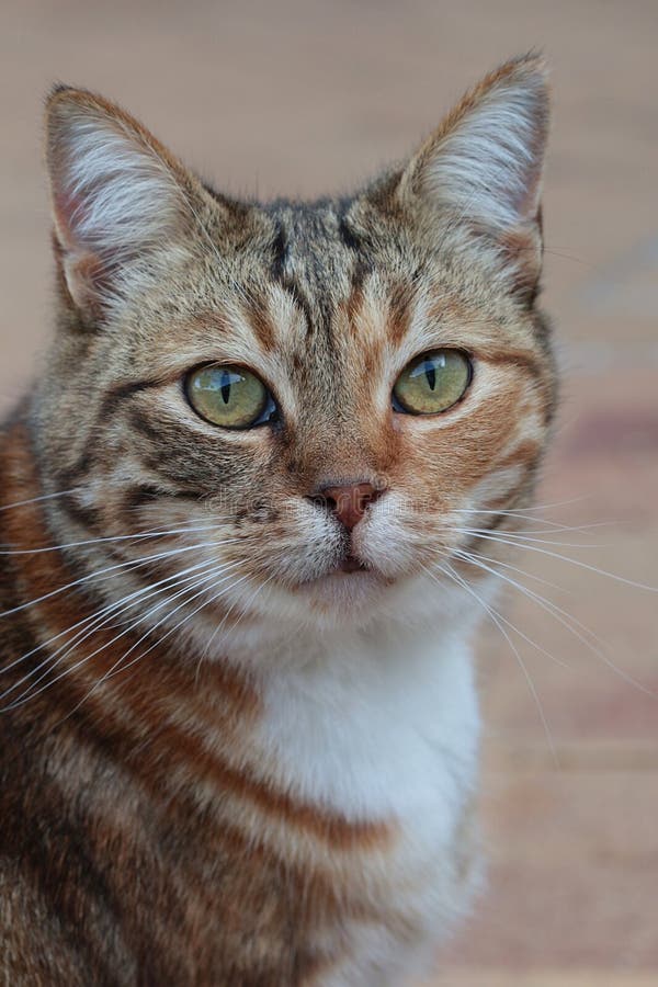 Multi-colored Striped Female Tabby Cat Stock Photo - Image of striped ...