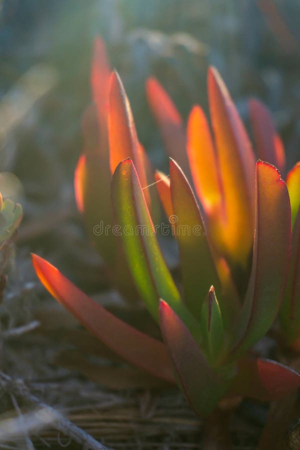 Multi-colored Succulent Carpobrotus Chilensis Leaves in Sunset Rays ...