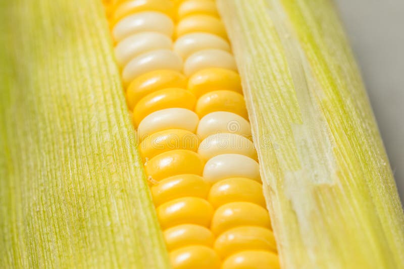 Multi Colored Sweet Corn on the Cob Stock Photo - Image of organic ...