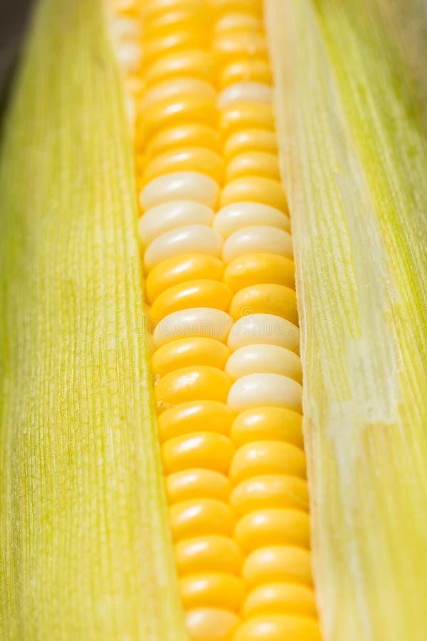 Multi Colored Sweet Corn on the Cob Stock Photo - Image of food ...