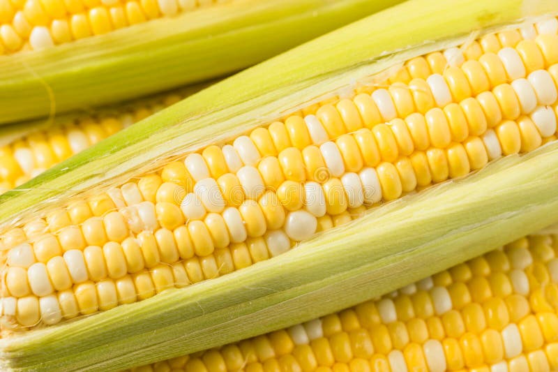 Multi Colored Sweet Corn on the Cob Stock Image - Image of food, meal ...