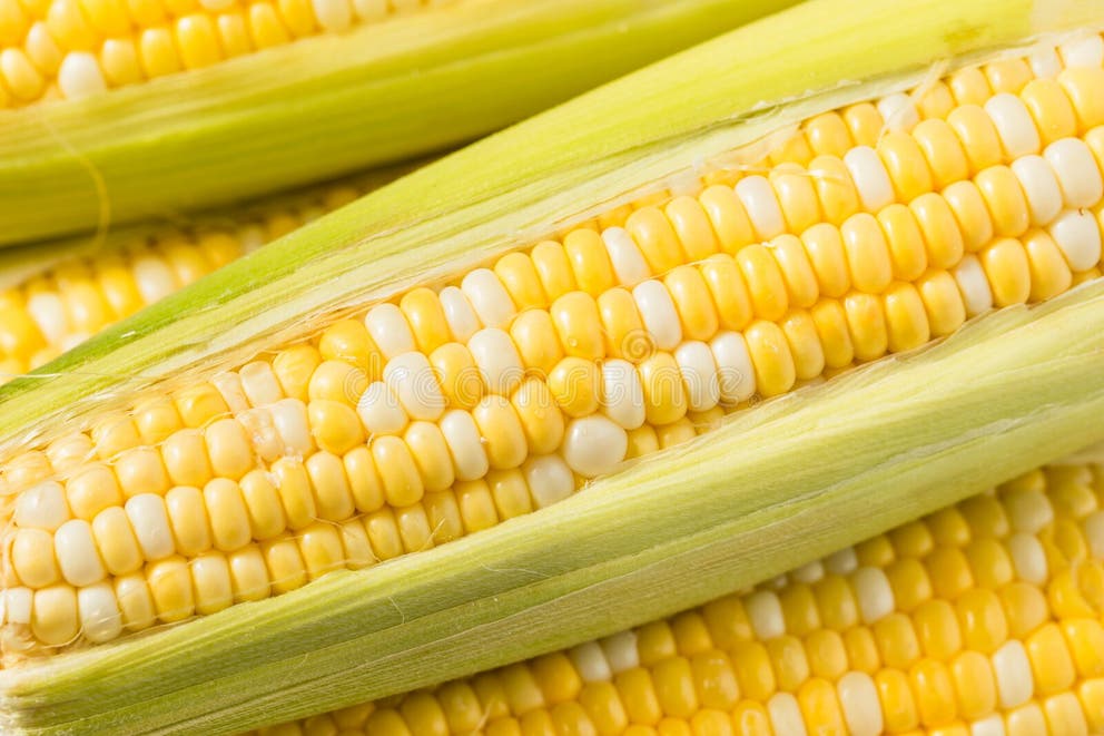 Multi Colored Sweet Corn on the Cob Stock Image - Image of food, meal ...