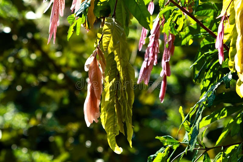 Multi Colored Tender Leaves of Saraca Asoca Tree Stock Image - Image of ...