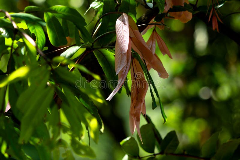 Multi Colored Tender Leaves Of Saraca Asoca Tree Stock Photo - Image of ...
