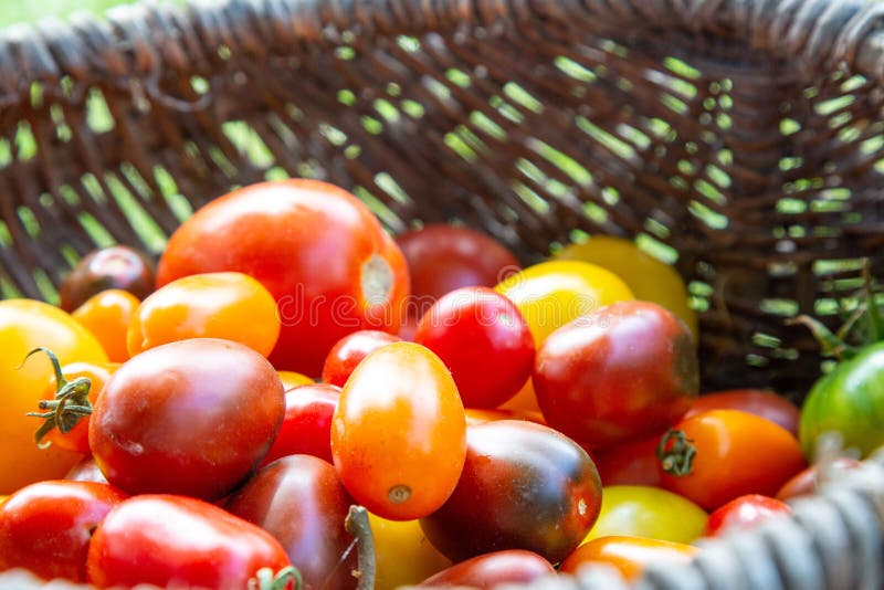 Multi-colored Tomatoes in a Basket Stock Photo - Image of food, fresh ...
