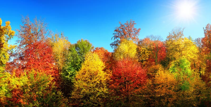 Multi-colored Trees in Autumn S Best Weather Stock Image - Image of ...