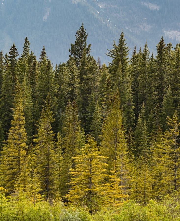 Multi-colored Trees in Forest Stock Image - Image of canada, green ...