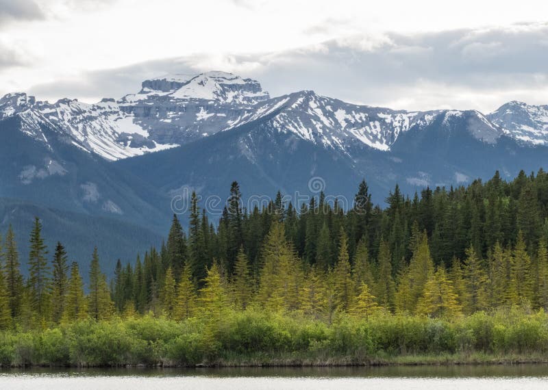 30,847 Alberta Trees Stock Photos - Free & Royalty-Free Stock Photos ...