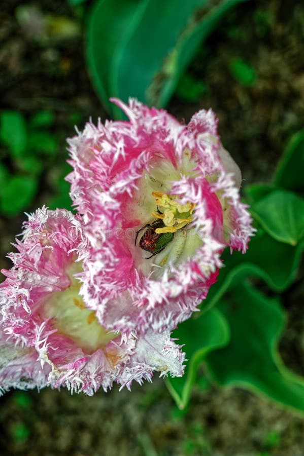 Multi-colored Tulip in the Garden Stock Image - Image of closeup ...