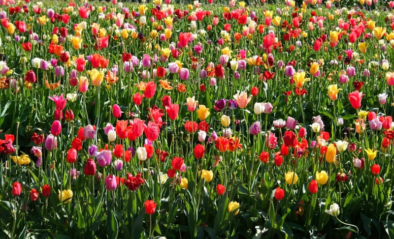 Multi Colored Tulips stock image. Image of seasons, colors - 2169561