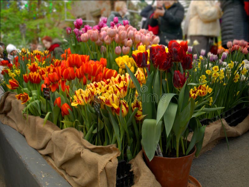 Multi-colored Tulips at the Exhibition Stock Image - Image of orchid ...