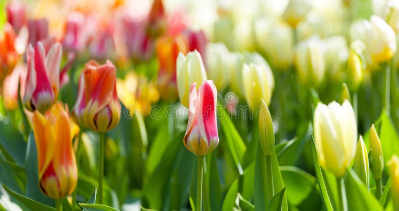 Multi-colored tulips stock image. Image of colored, field - 40134523