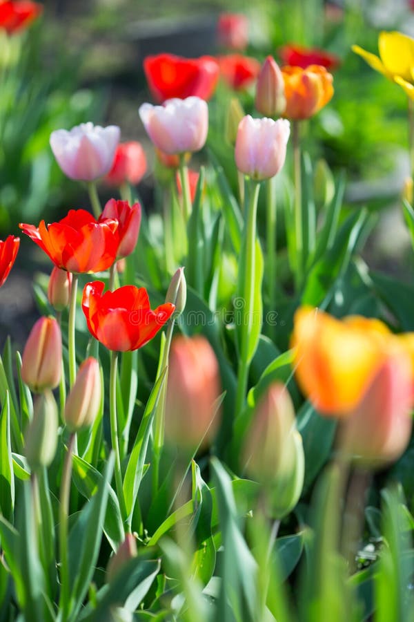 Multi-colored tulips stock photo. Image of park, floral - 84113212