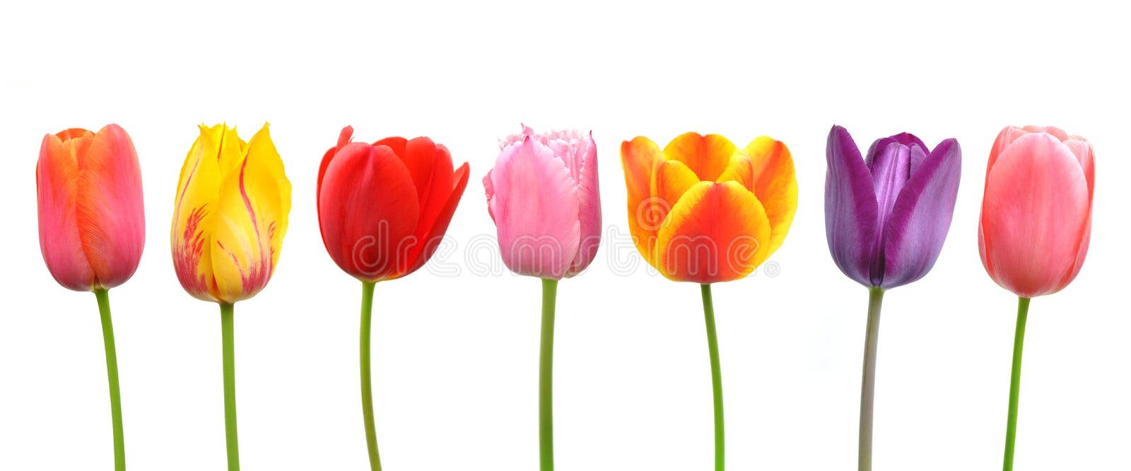 Spring Tulip Flowers in a Row Isolated on White Stock Image - Image of ...
