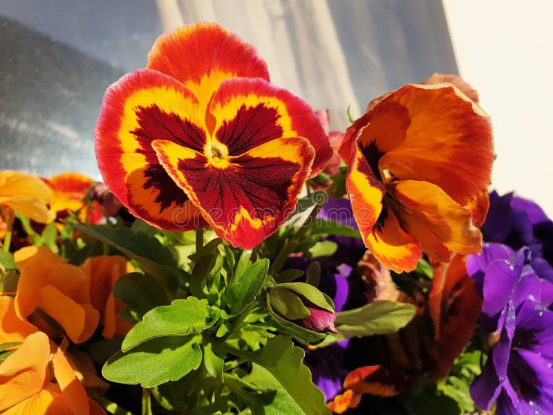 Multi-colored Viola Wittrockiana or Viola Tricolor Stock Photo - Image ...