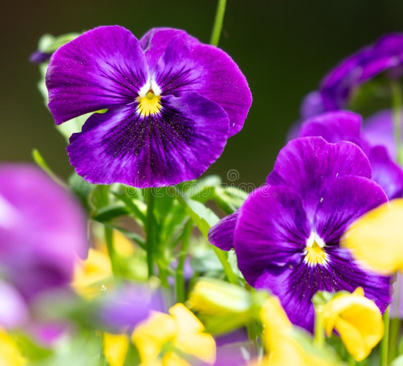 Multi-colored Violets in a Park in Nature Stock Image - Image of ...