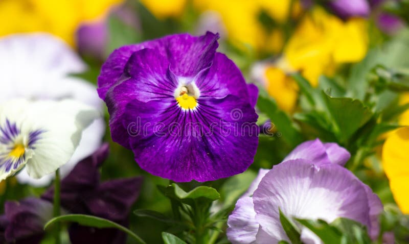 Multi-colored Violets in a Park in Nature Stock Photo - Image of bright ...