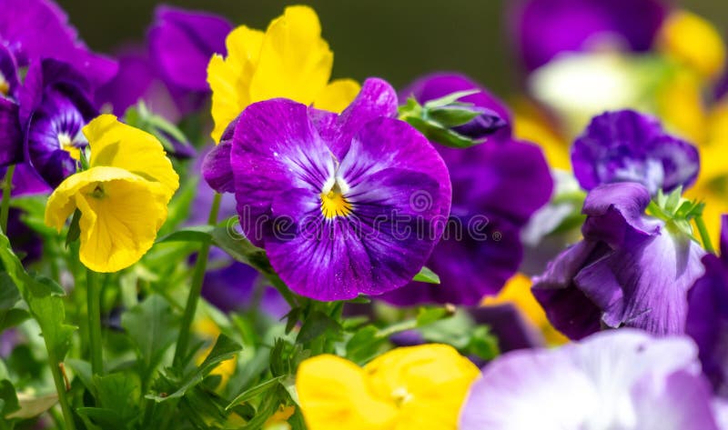 Multi-colored Violets in a Park in Nature Stock Photo - Image of flora ...