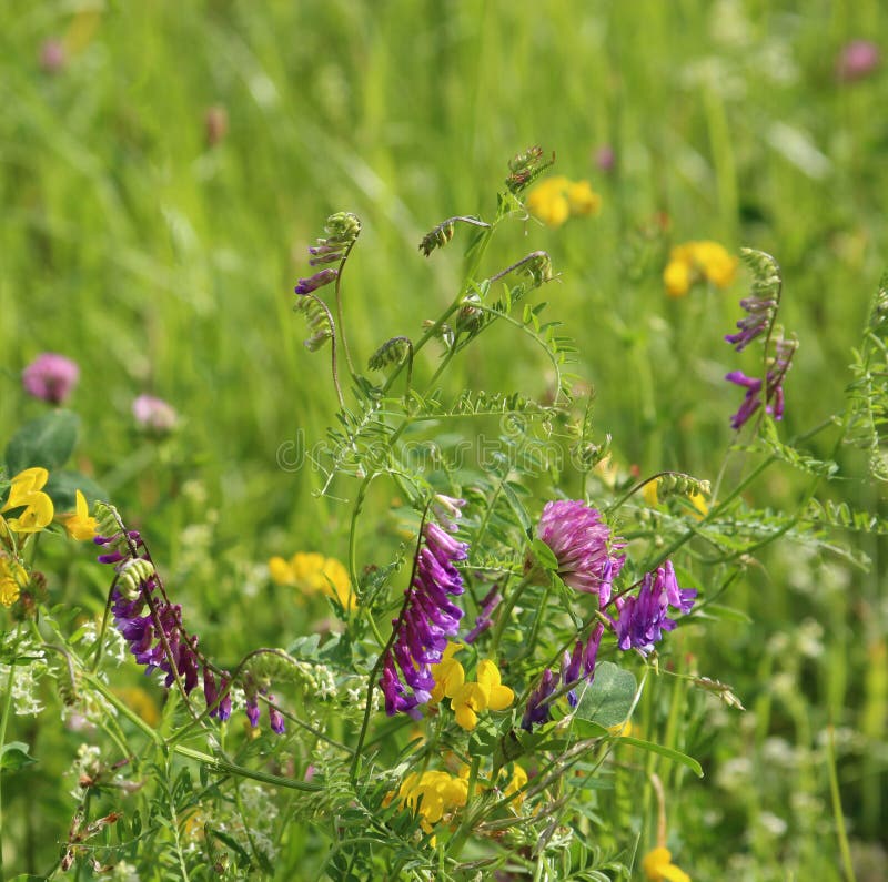 Multi Colored Wildflowers in a Meadow Stock Photo - Image of space ...