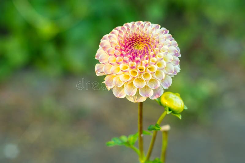 Multi-colored Yellow Pink Dahlia Flower on the Bush Stock Image - Image ...