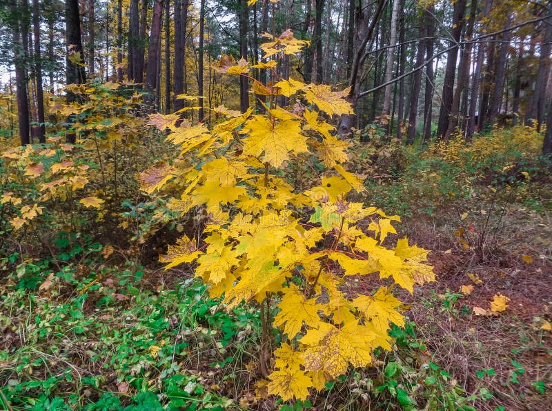 Multi-colored Yellow, Red, Green Leaves in Late Autumn Stock Image ...