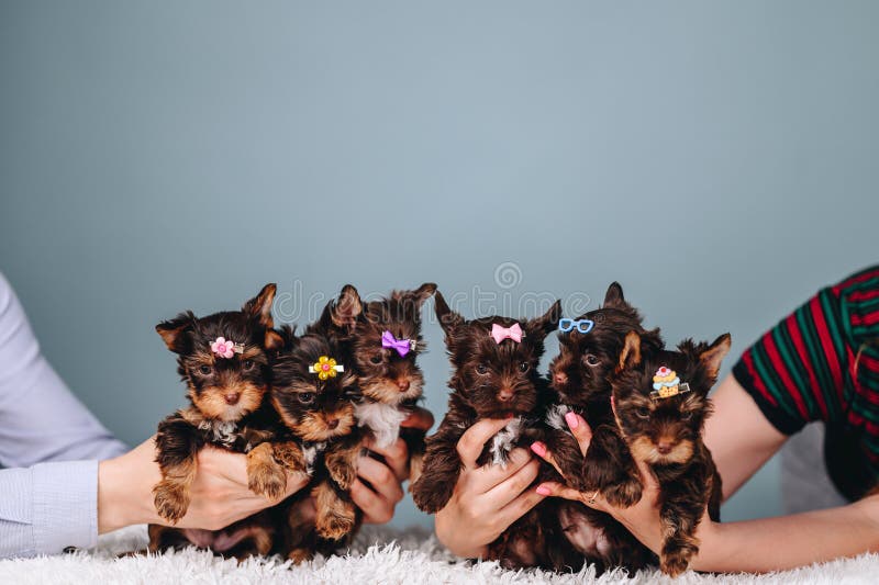 Multi-colored Yorkshire Terrier Puppies. Six Puppies with Different ...