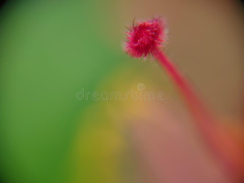 Multi Colour Background Red Flower Stigma Template Stock Photo - Image ...