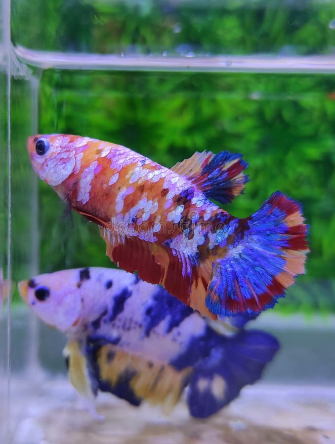 Multi colour Betta fish stock photo. Image of beautiful - 277123896
