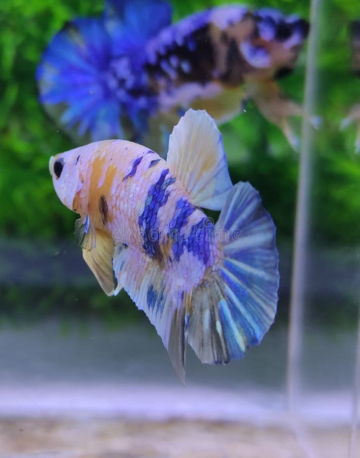 Multi colour Betta fish stock photo. Image of beautiful - 277124468