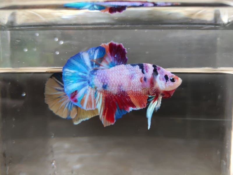 Multi colour Betta fish stock image. Image of fish, swim - 277124763