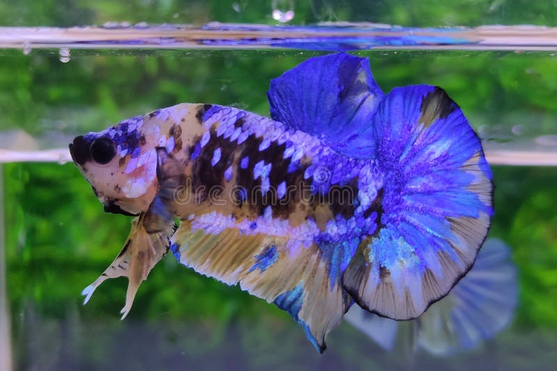 Multi colour Betta fish stock photo. Image of glossy - 277124836