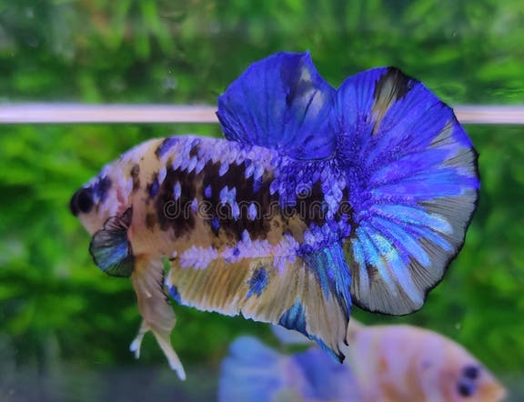 Multi colour Betta fish stock photo. Image of betta - 277124842