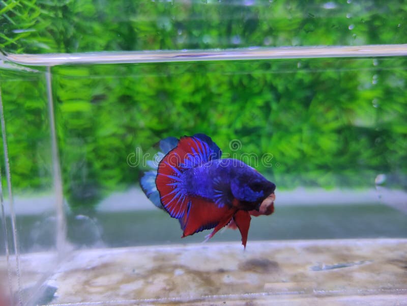 Multi colour Betta fish stock image. Image of betta - 277124867