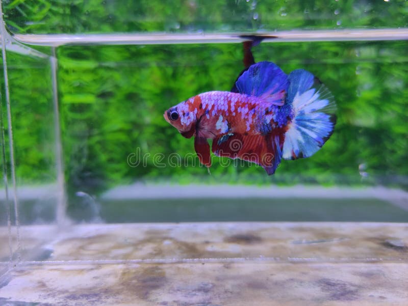 Multi colour Betta fish stock image. Image of glossy - 277124527